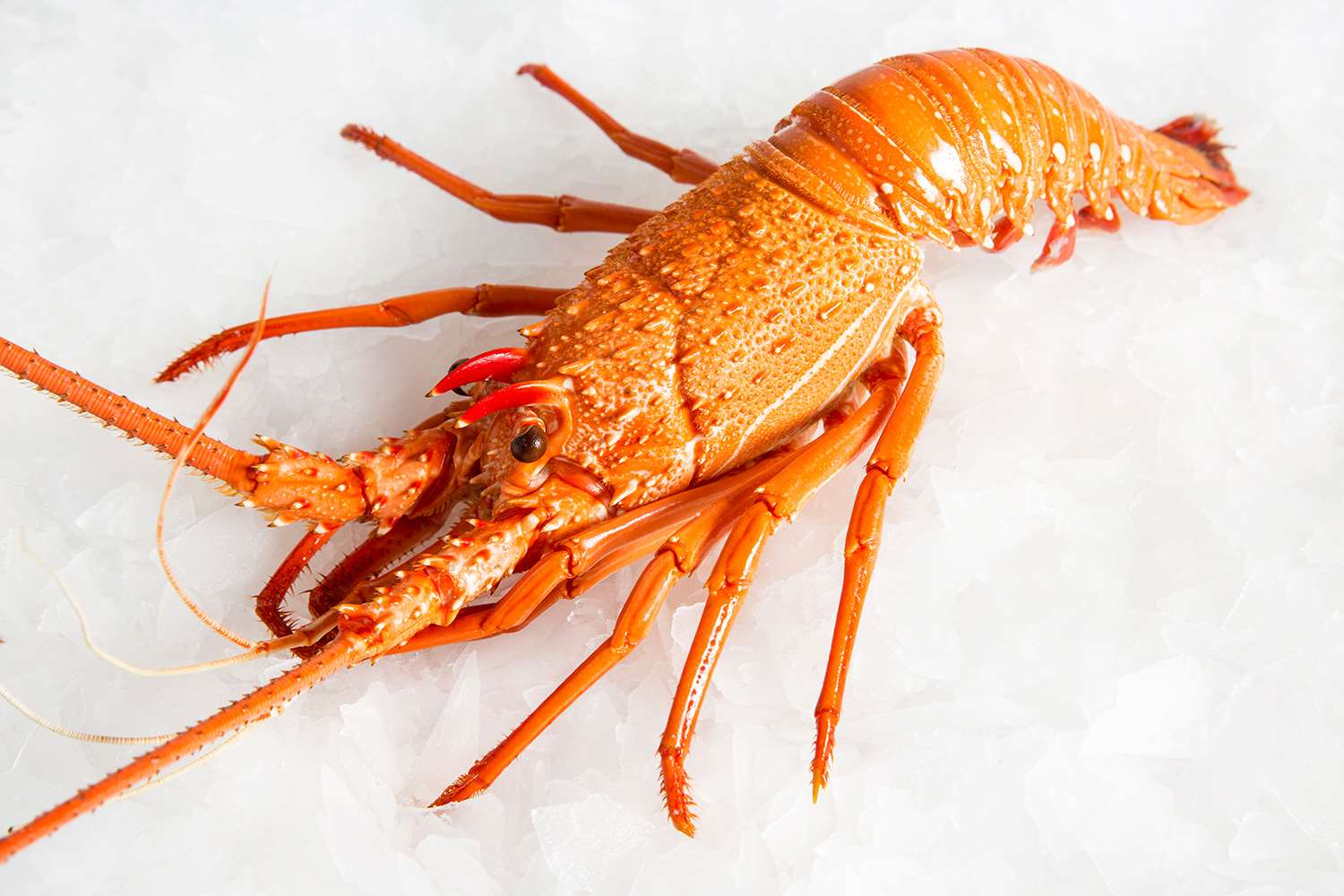 Australian Lobster | Lobster Delivery Sydney - Manettas