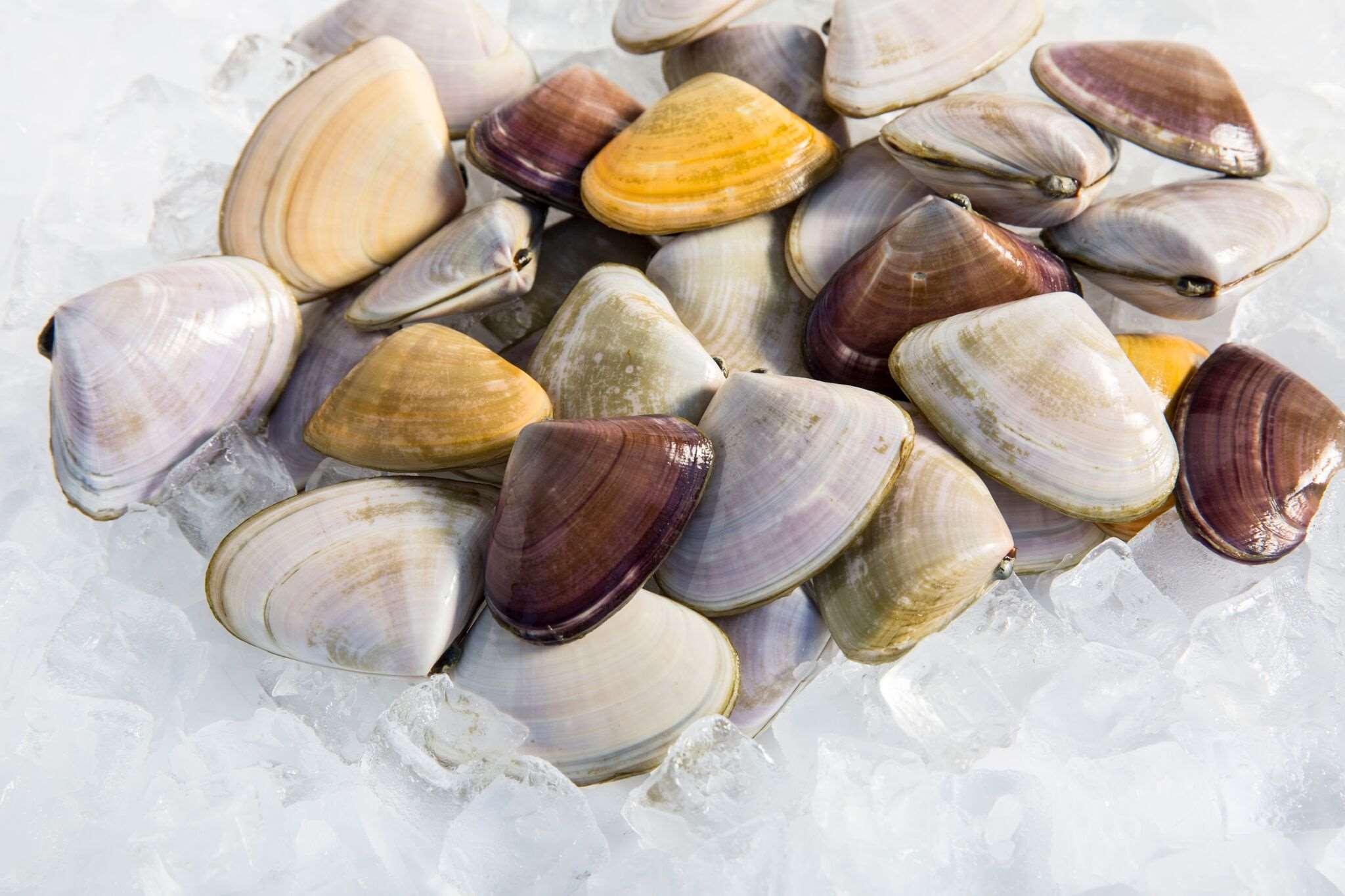 Pipis & Mini Pork Ribs Recipe | Manettas Seafood Market