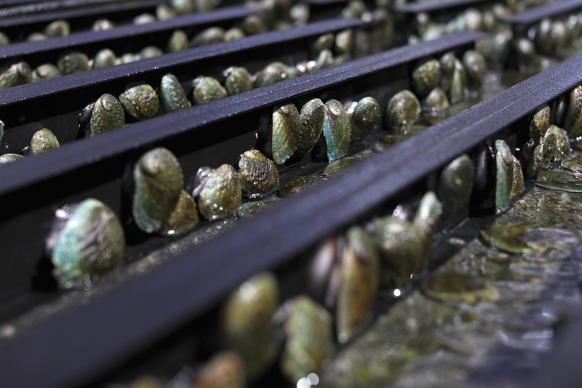 Discover the Taste of Tasmania: Three Friends Abalone - Manettas ...